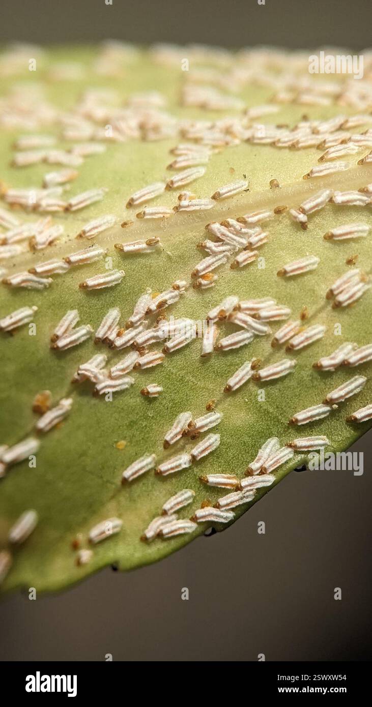 Euonymus Scale (Unaspis euonymi), Insecta, London E11, UK Stock Photo ...
