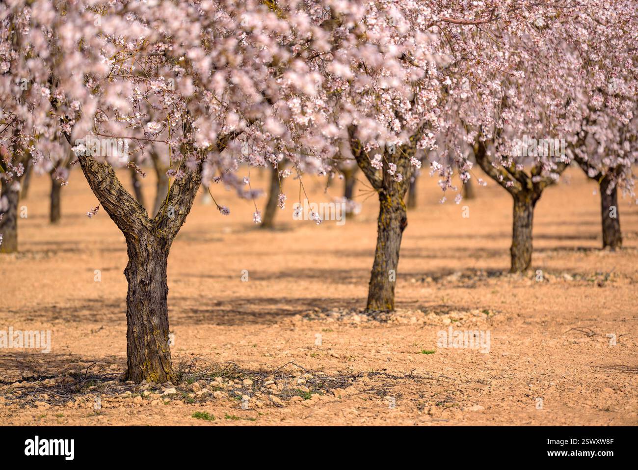 Almond trees in bloom in early spring in fields near Arbeca (Les ...
