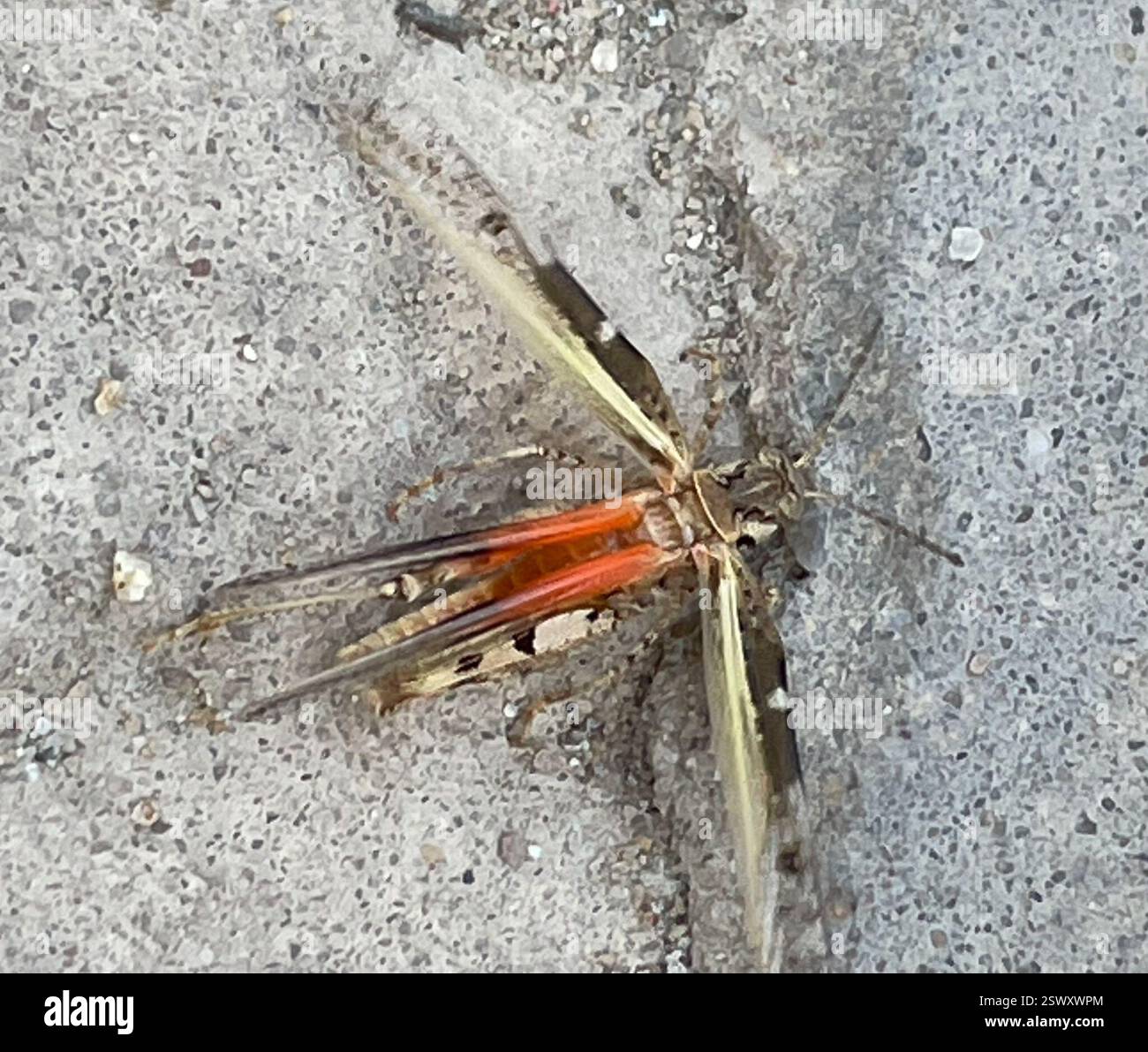 Slender Digging Grasshopper (Acrotylus patruelis), Insecta, Hilton Marsa Alam Nubian Resort ...