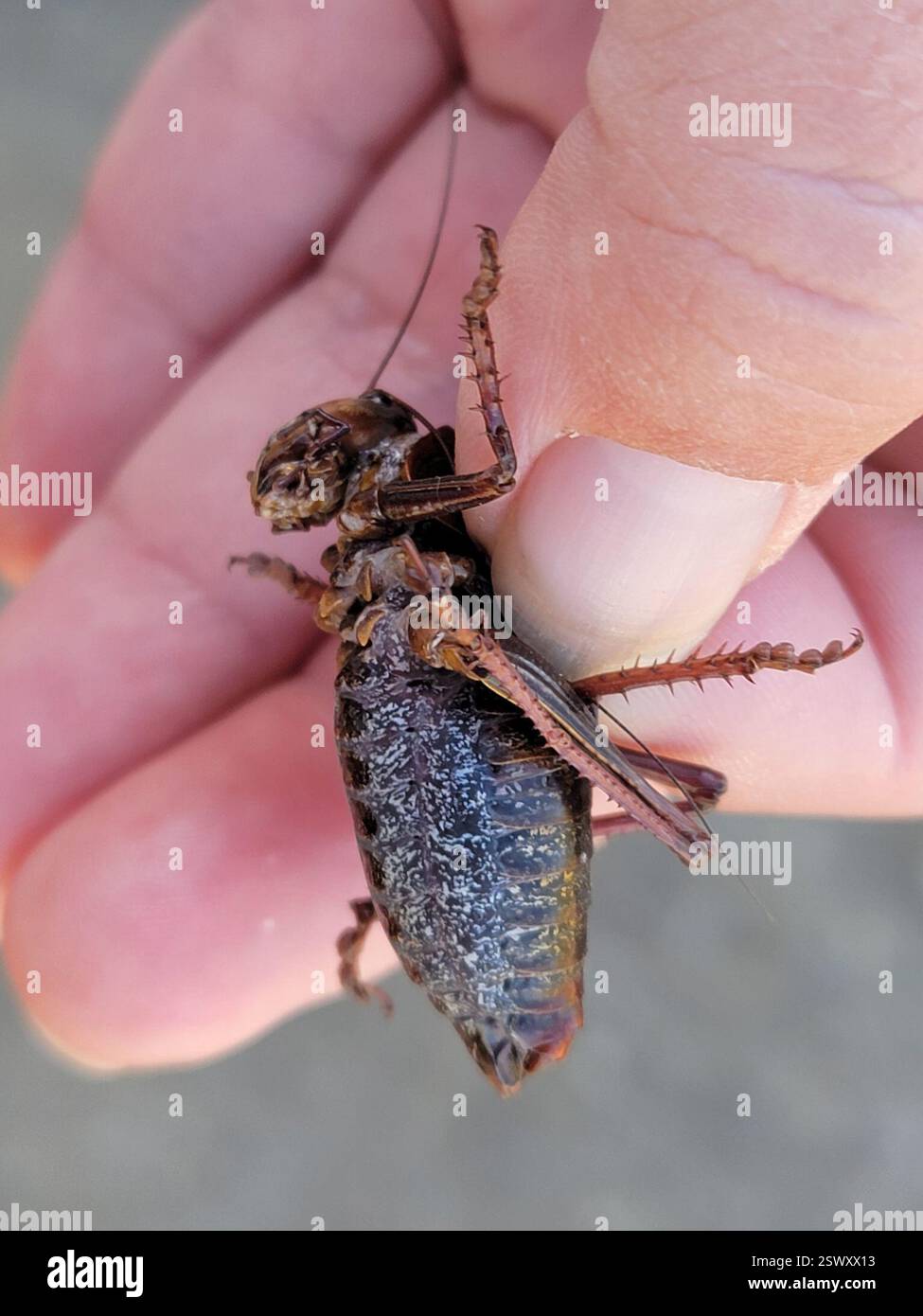 Mormon Cricket (Anabrus simplex), Insecta, Rangely, CO 81648, USA Stock ...