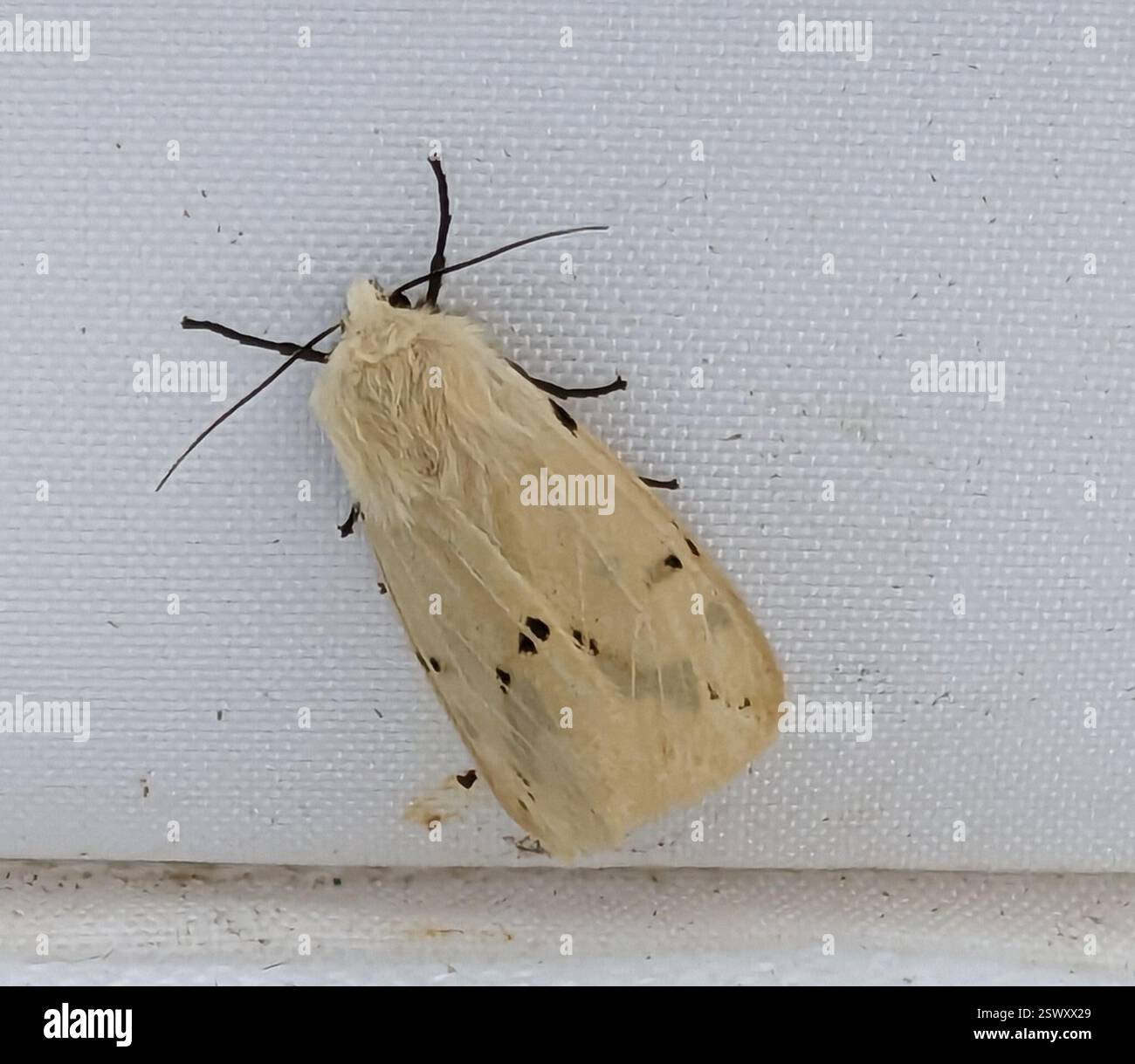 Buff Ermine (Spilosoma lutea), Insecta, Mount Pleasant Farm, Cornholme ...