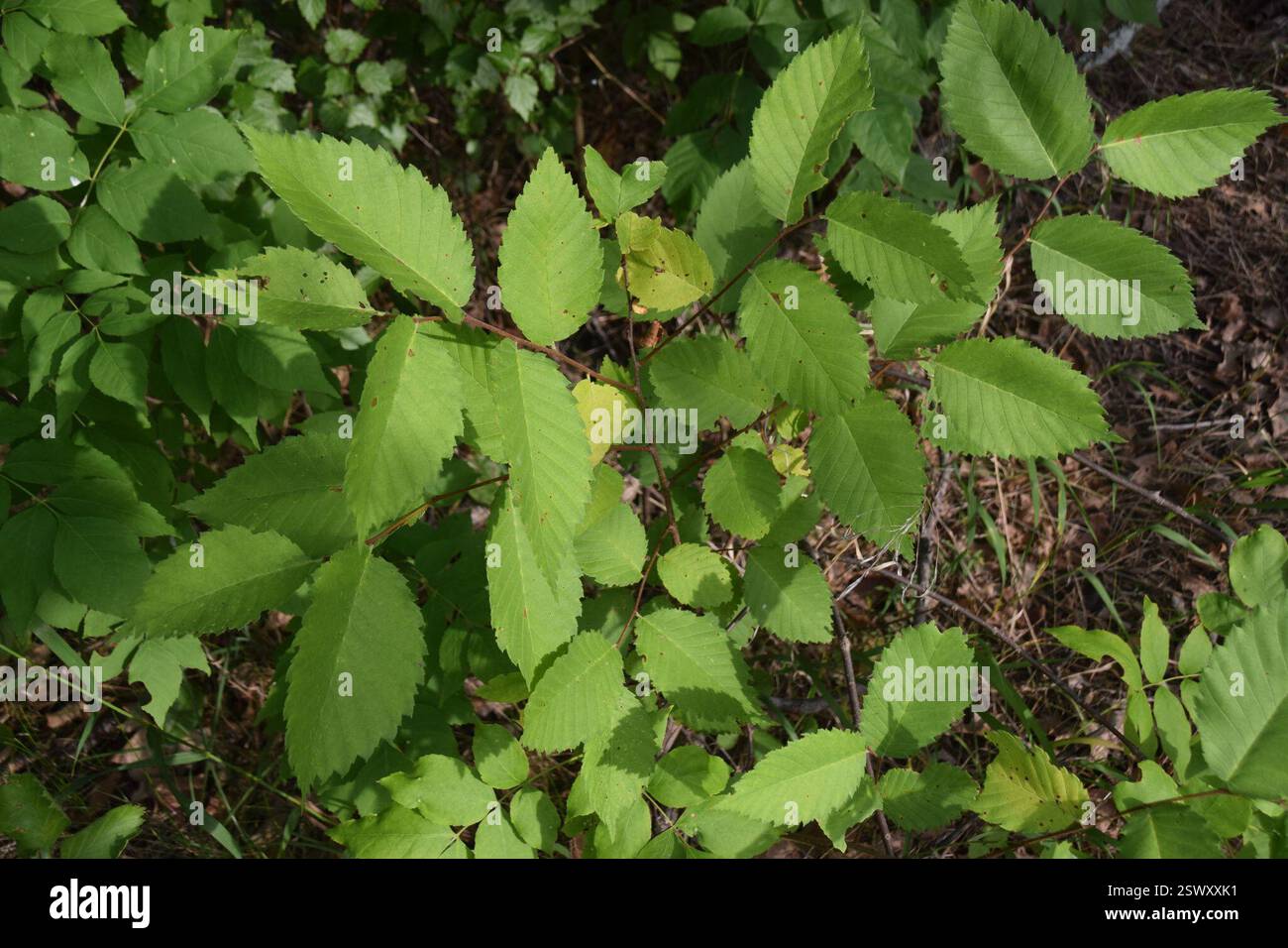 American elm (Ulmus americana), Plantae, Powerview, Powerview-Pine ...