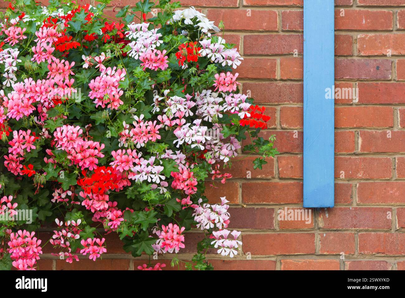 Colorful geraniums in a hanging basket adorn a brick wall, likely in a ...