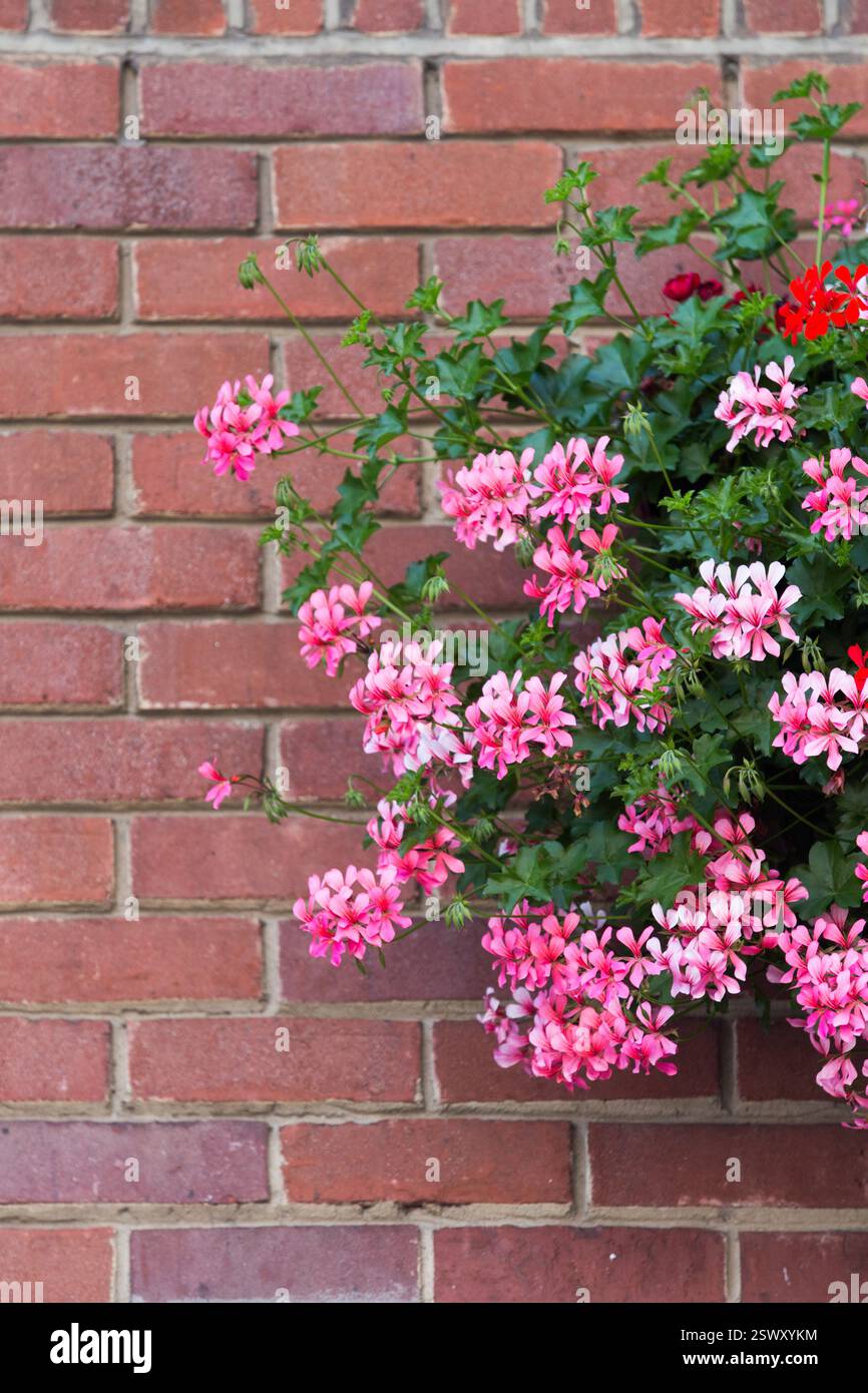 Pink geraniums in a hanging basket adorn a brick wall. Likely in a ...