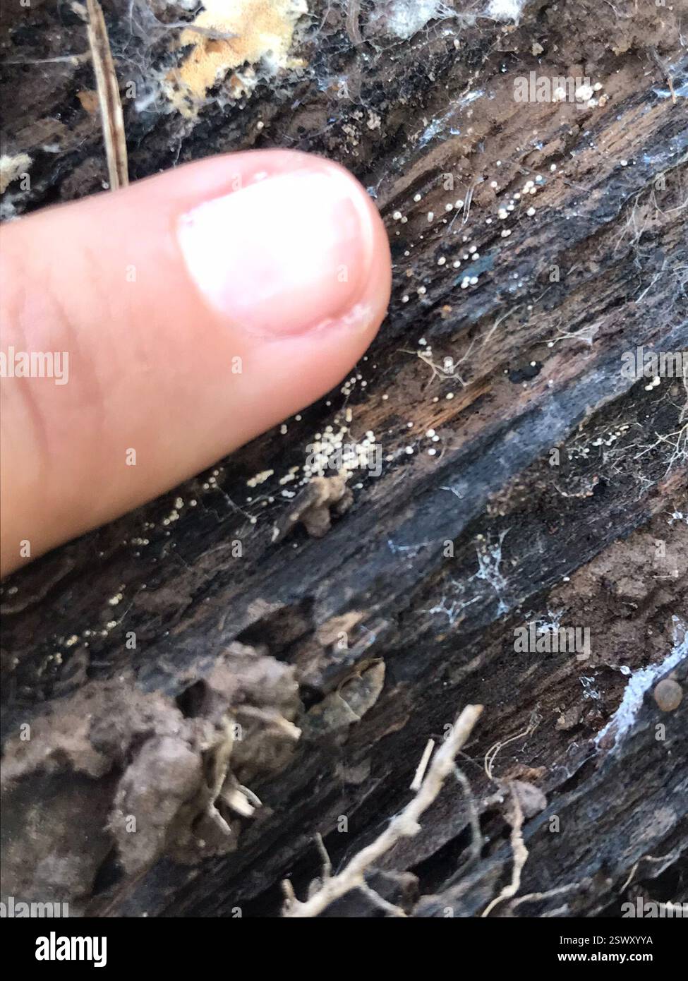 white tubelet (Henningsomyces candidus), Fungi, San Fernando, Provincia ...