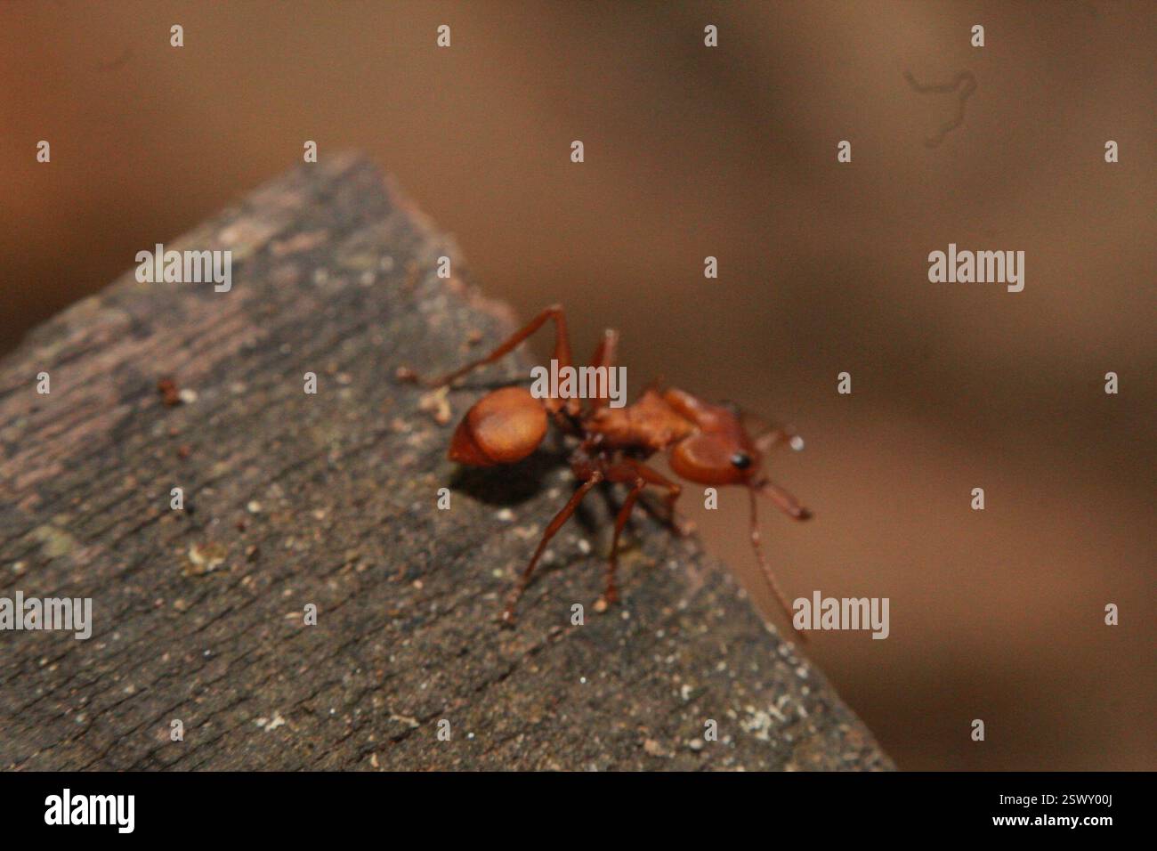 Daceton armigerum hi-res stock photography and images - Alamy