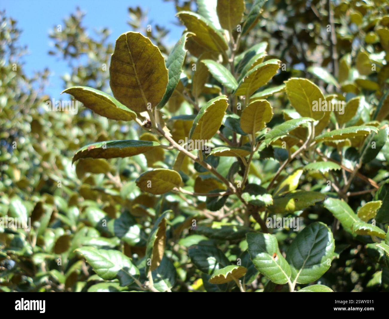 Golden Oak (Quercus alnifolia), Plantae, Paphos, Cyprus Stock Photo - Alamy