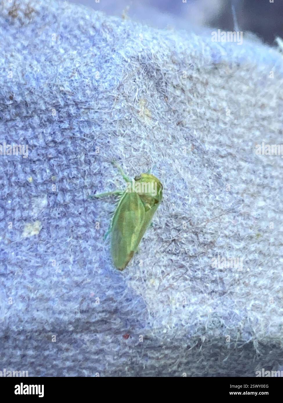 oak leafhopper (Iassus lanio), Insecta, Sheen Lane, London, England, GB ...