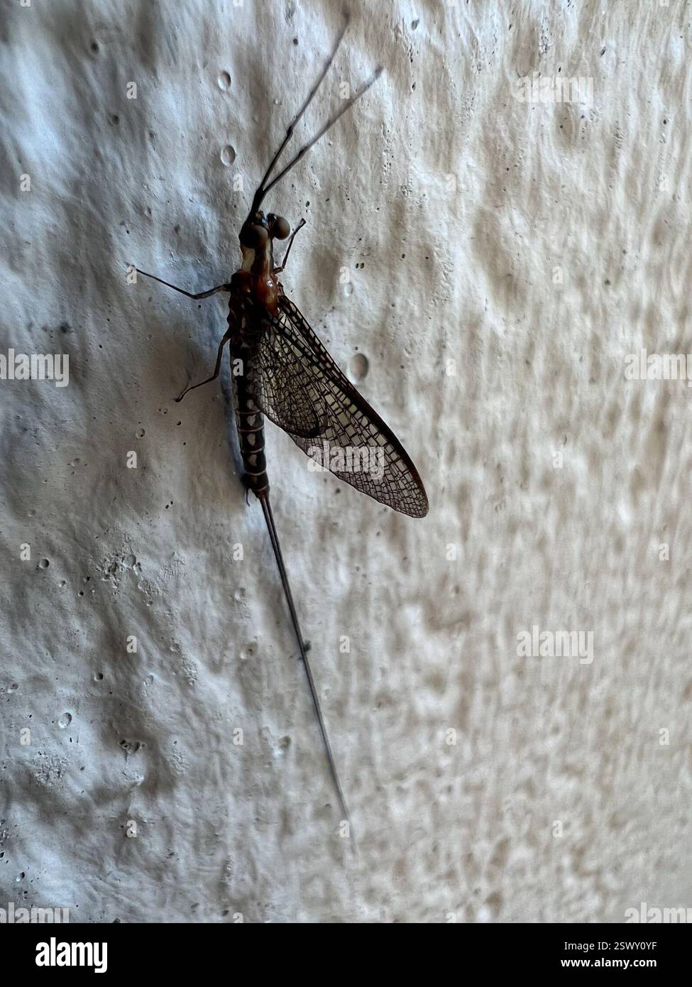 Giant Mayflies (Hexagenia), Insecta, Poydras St, New Orleans, LA, US ...