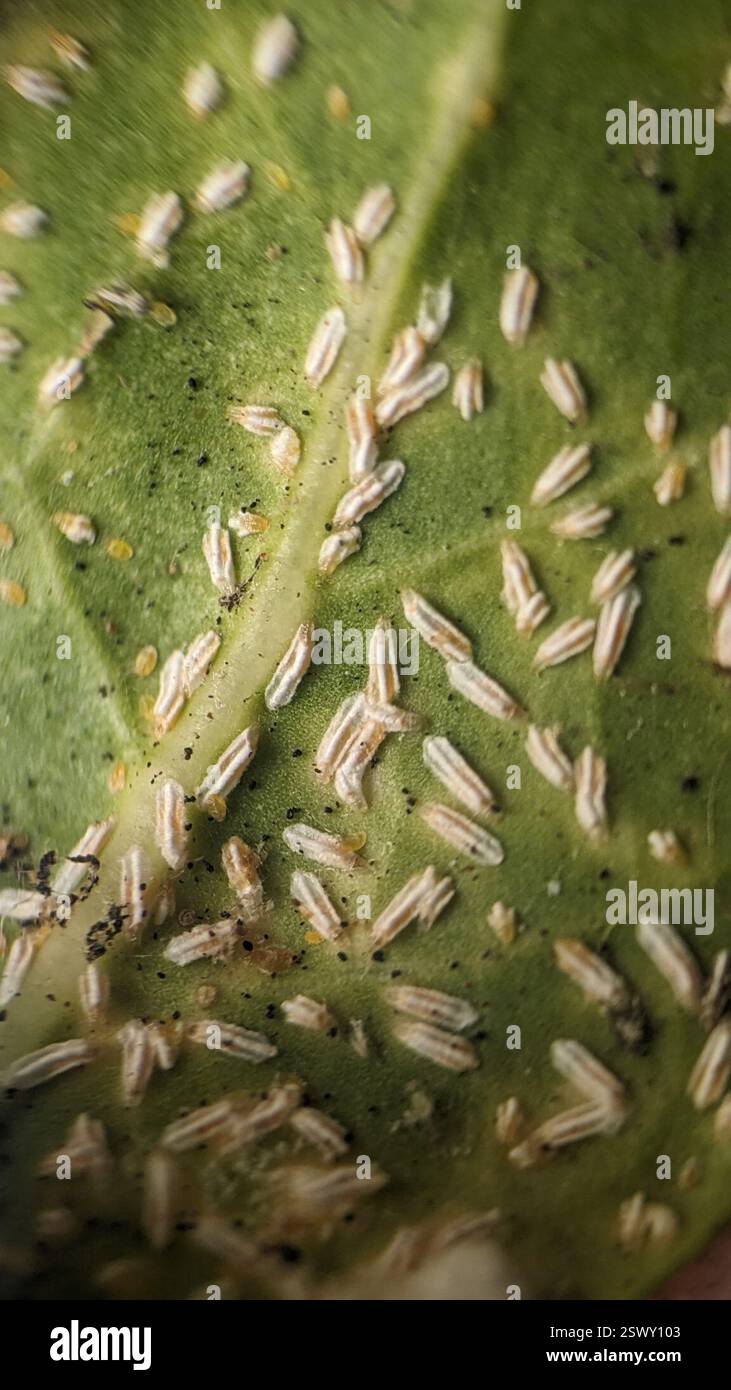 Euonymus Scale (Unaspis euonymi), Insecta, London E12, UK Stock Photo ...