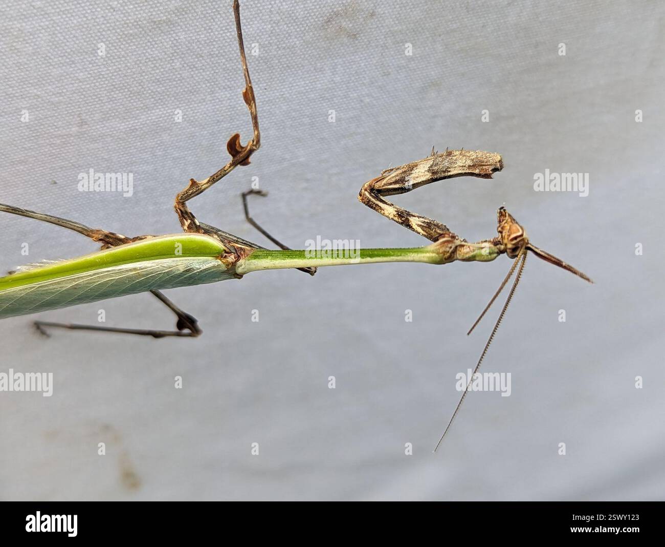 (Zoolea lobipes), Insecta, CQMX+W39, Las Escobas del Venado, Panama ...