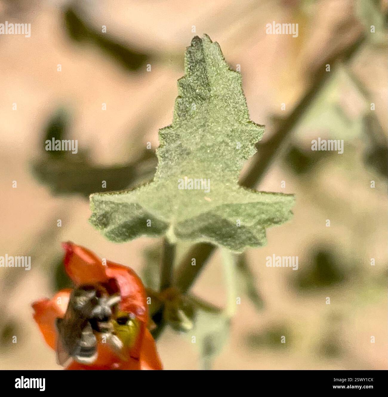Fendler's Globemallow (Sphaeralcea fendleri), Plantae, Private Dr 1708 ...