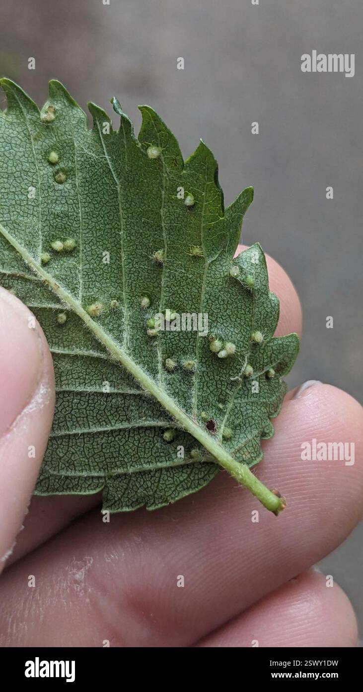 Elm Leaf Gall Mite (Aceria campestricola), Arachnida, Ulting, UK Stock ...