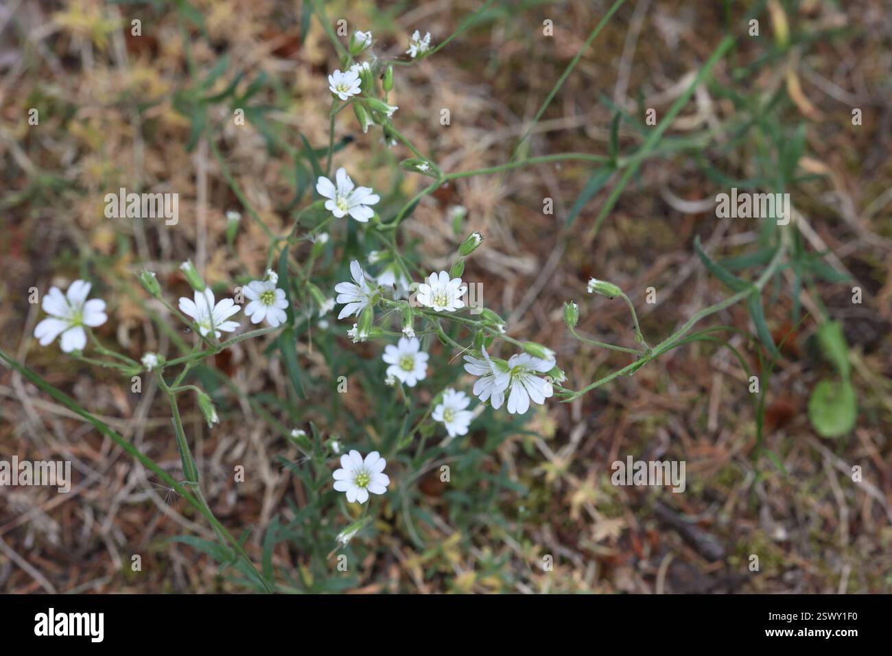 field chickweed (Cerastium arvense), Plantae, Los Alamos County, NM ...