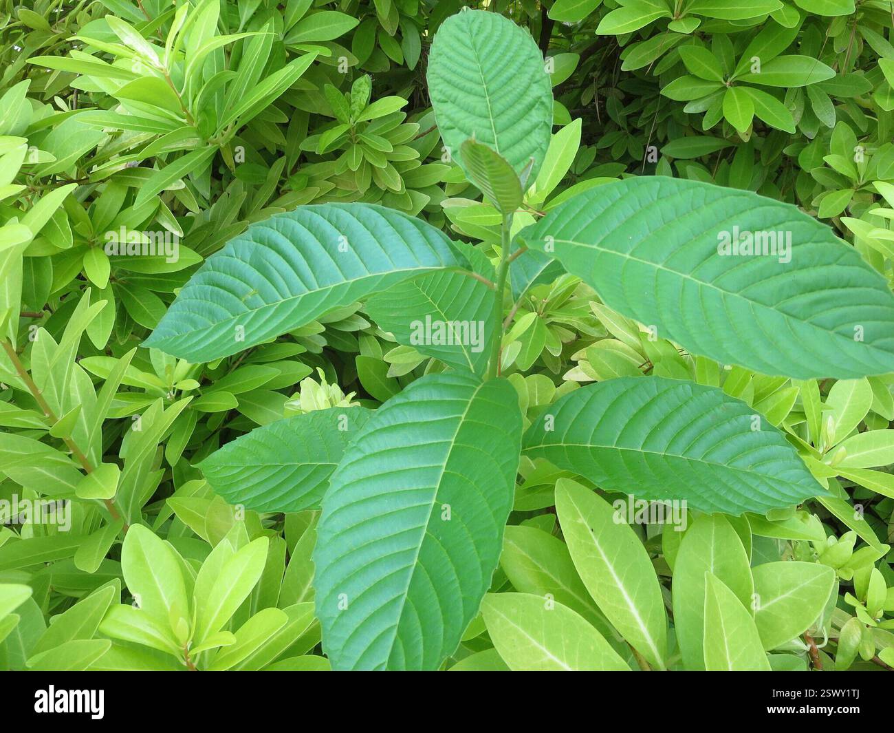 Happy tree (Camptotheca acuminata), Plantae, Windsor Forest, Savannah ...