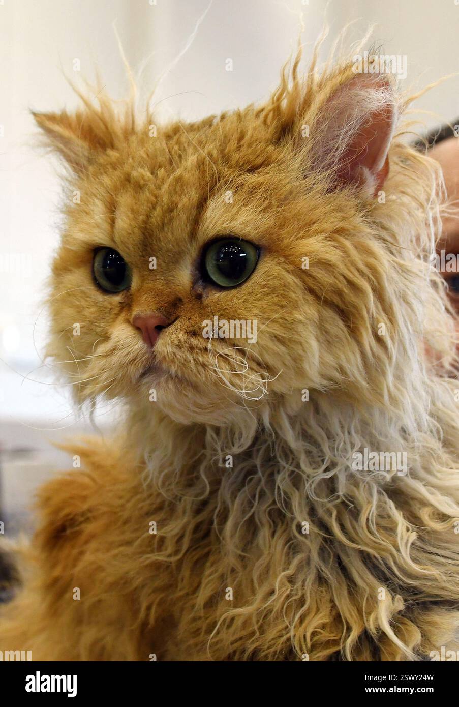 In the city sports hall Zeleni brijeg, a cat show in Sisak was opened ...