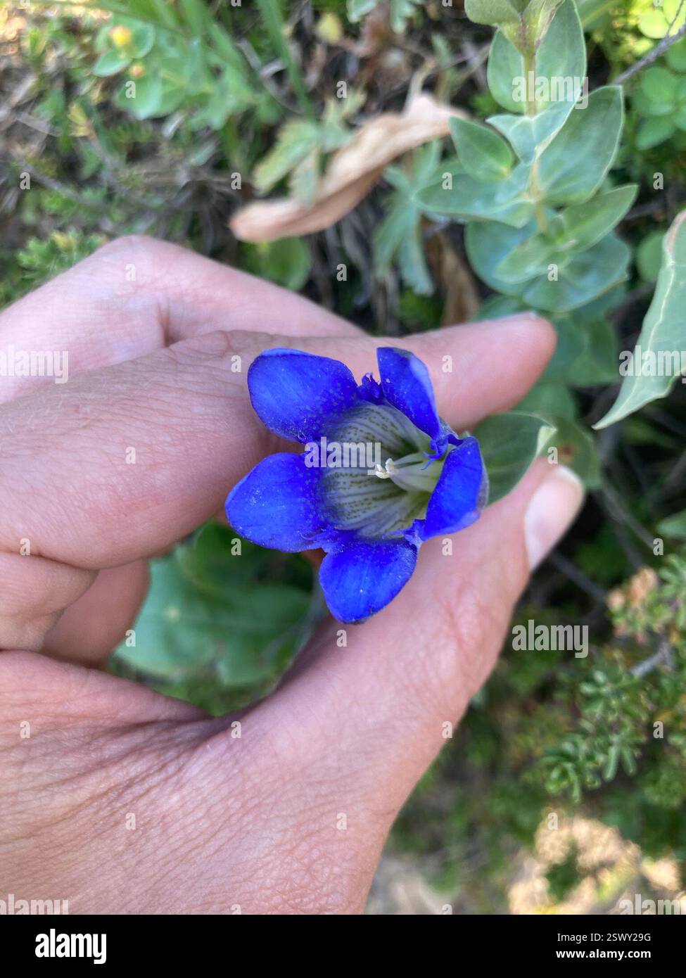 Mountain Bog Gentian (Gentiana calycosa), Plantae, Glacier National ...