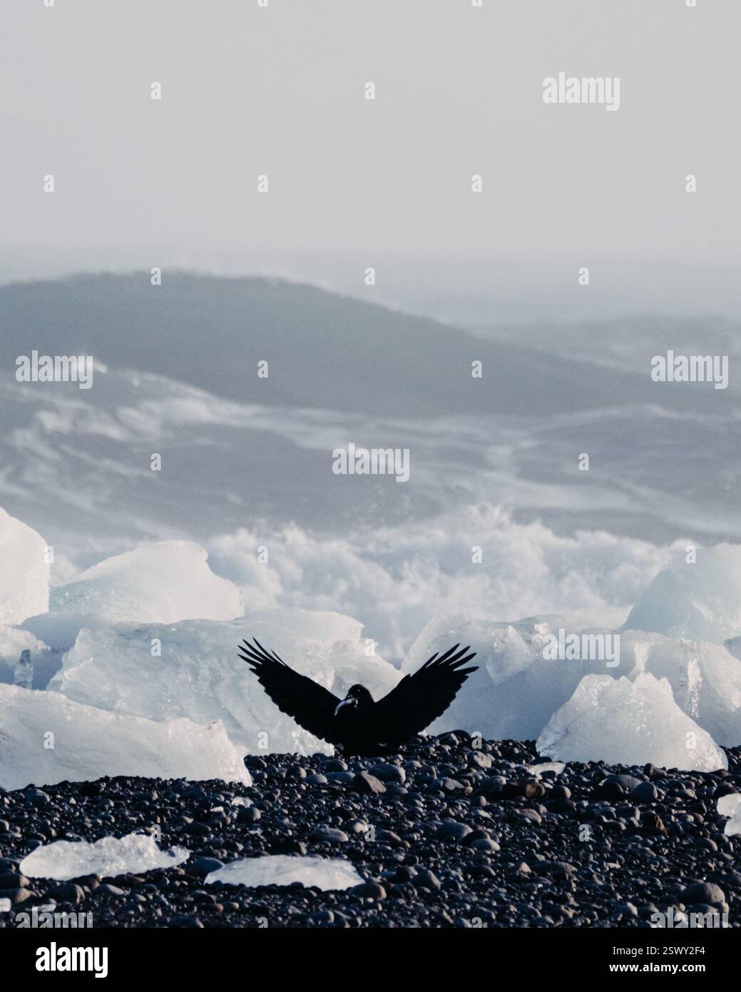 Black crow spreads wings hi-res stock photography and images - Alamy