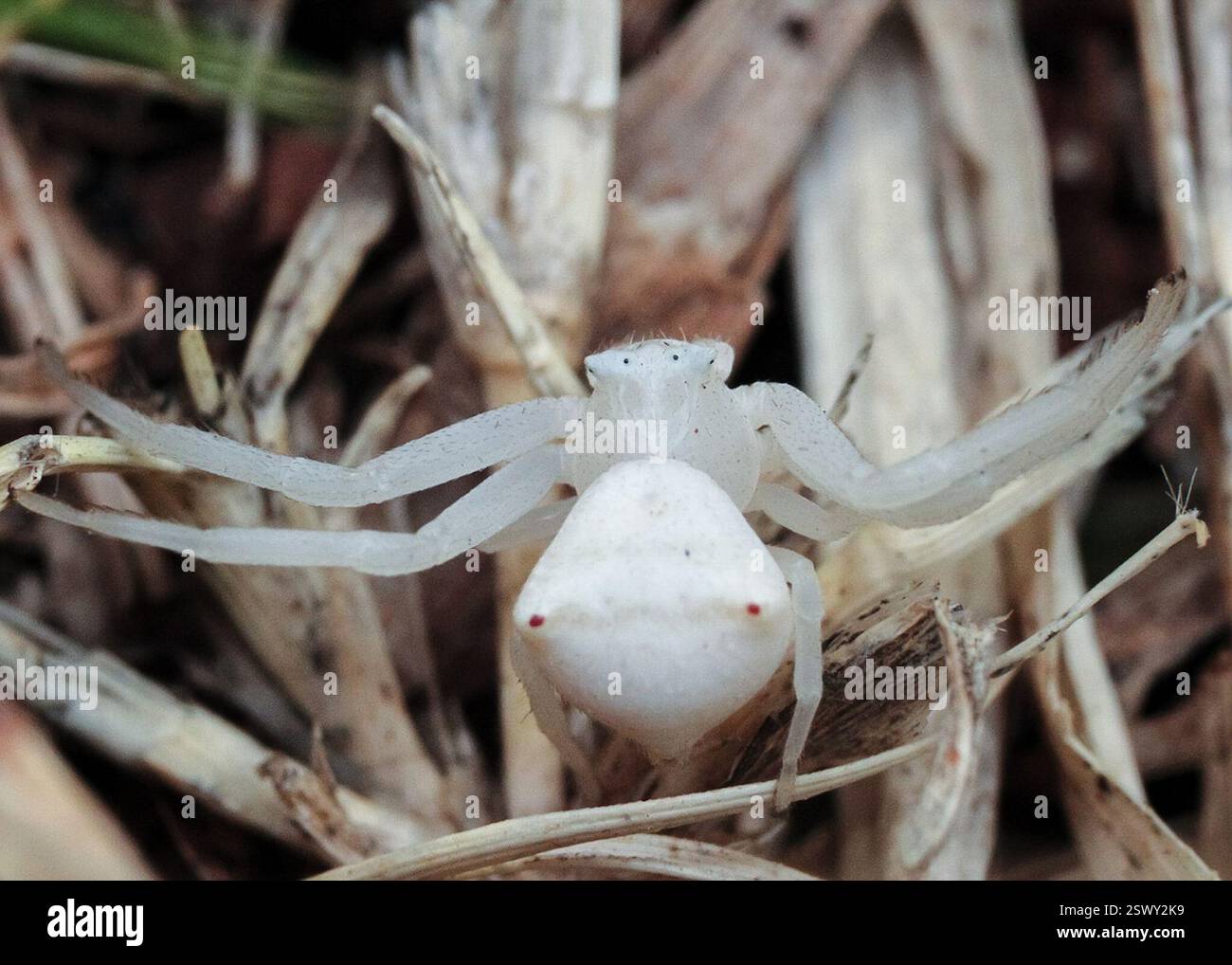 Flower Crab Spiders (Thomisus), Arachnida, Emerald Hill, Harare ...