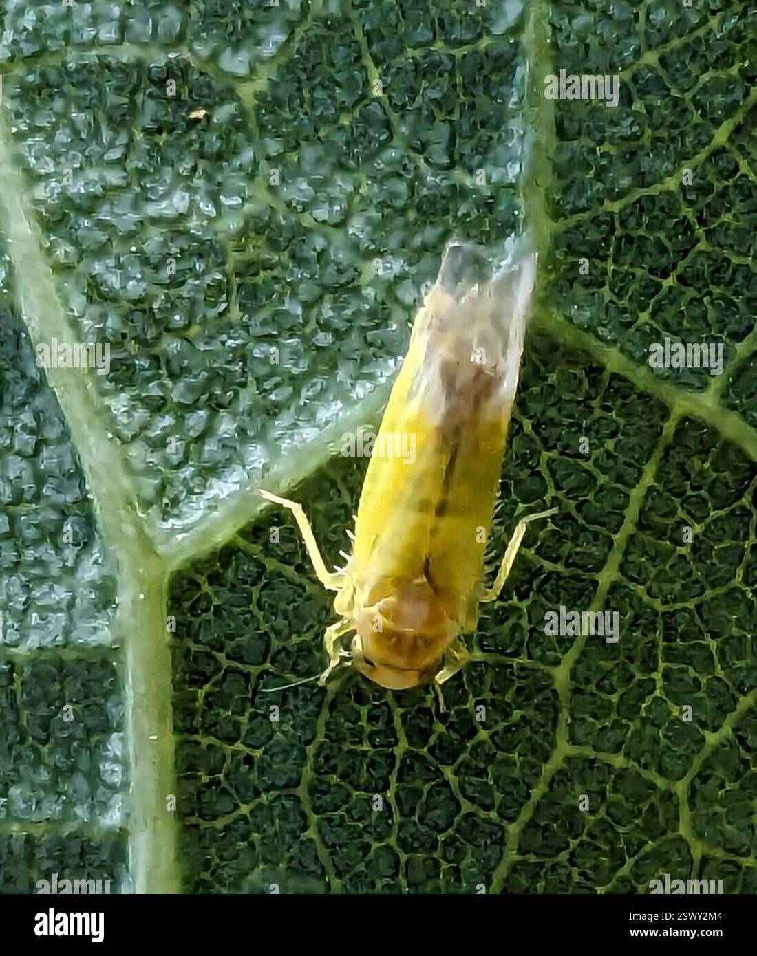 (Alebra), Insecta, Norfolk, England, GB Stock Photo - Alamy