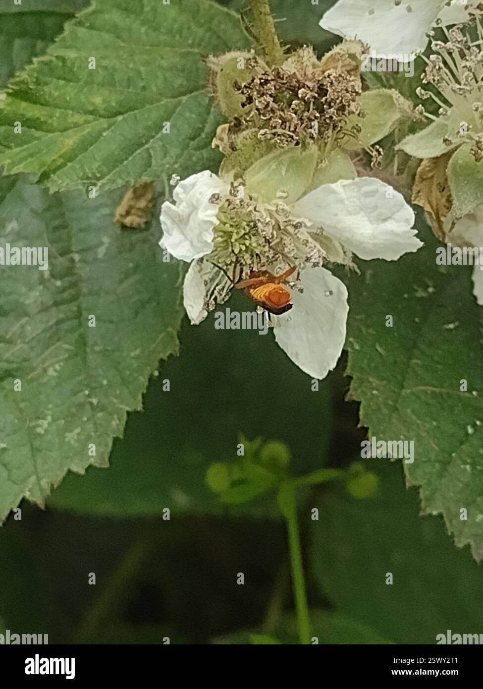 Common Red Soldier Beetle (Rhagonycha fulva), Insecta, Shipley Country ...