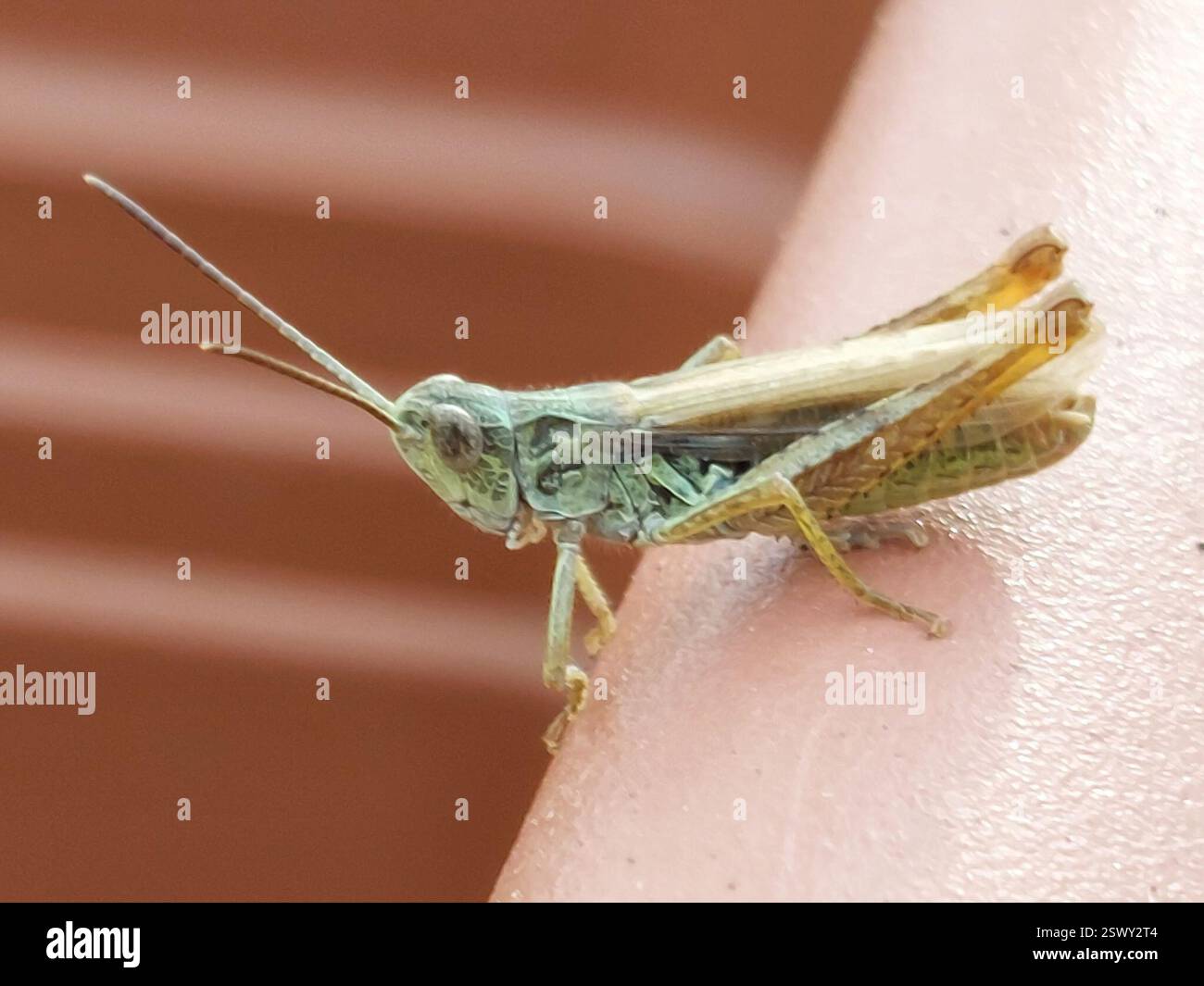 Locomotive Grasshopper (Chorthippus apricarius), Insecta, 24214 Neudorf ...