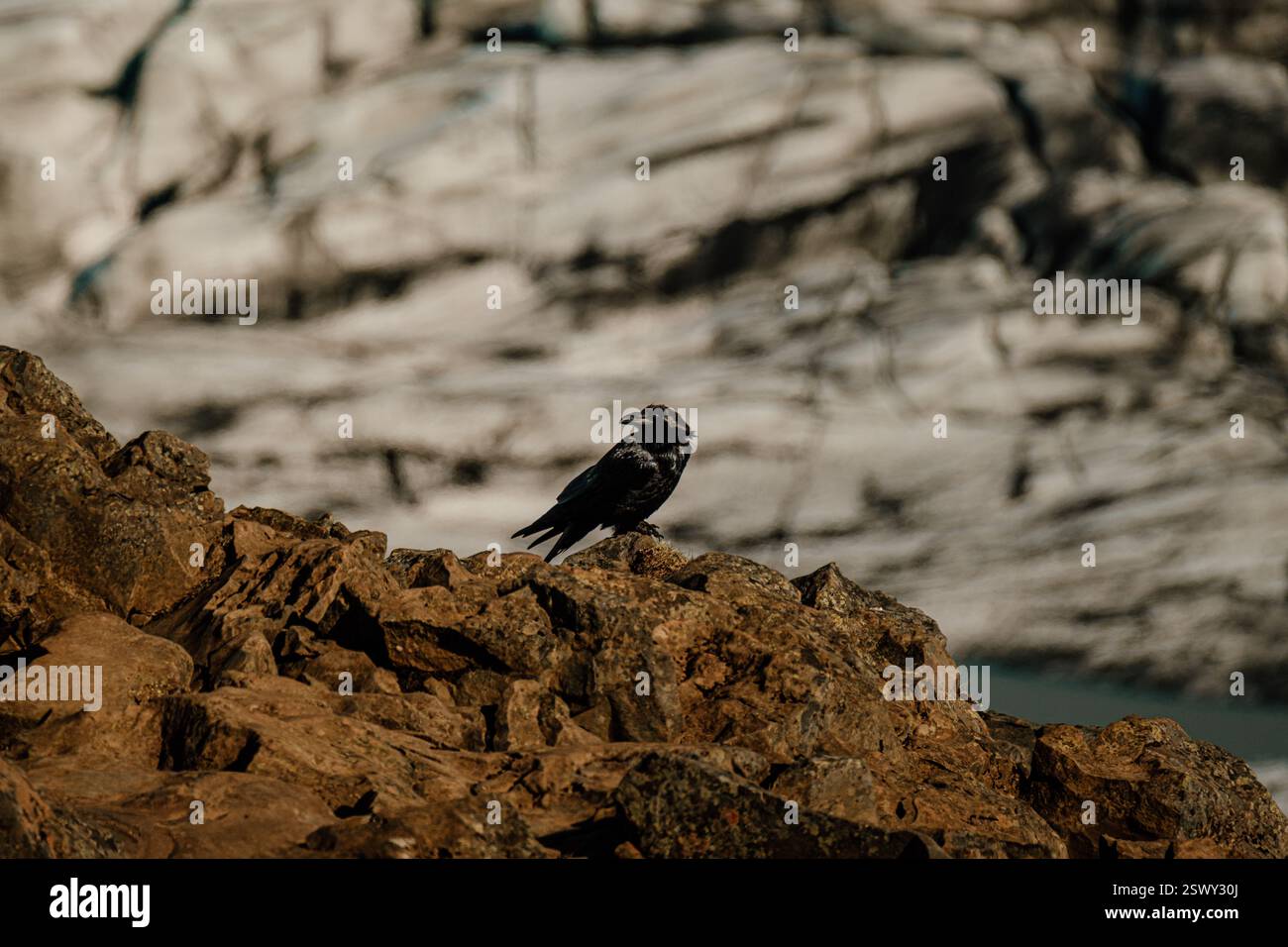 A black crow calling out while perched on rugged rocks at ...