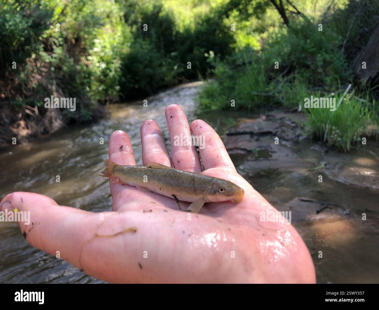 Plains Sucker (Pantosteus jordani), Actinopterygii, Indian Creek Rd ...