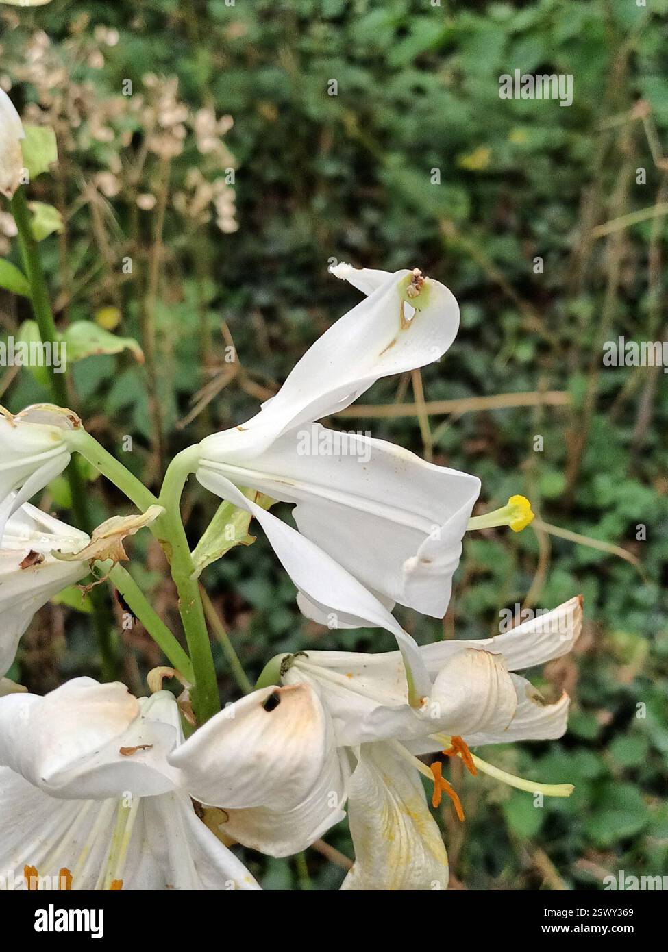 true lilies (Lilium), Plantae, Brierley Hill, UK Stock Photo - Alamy
