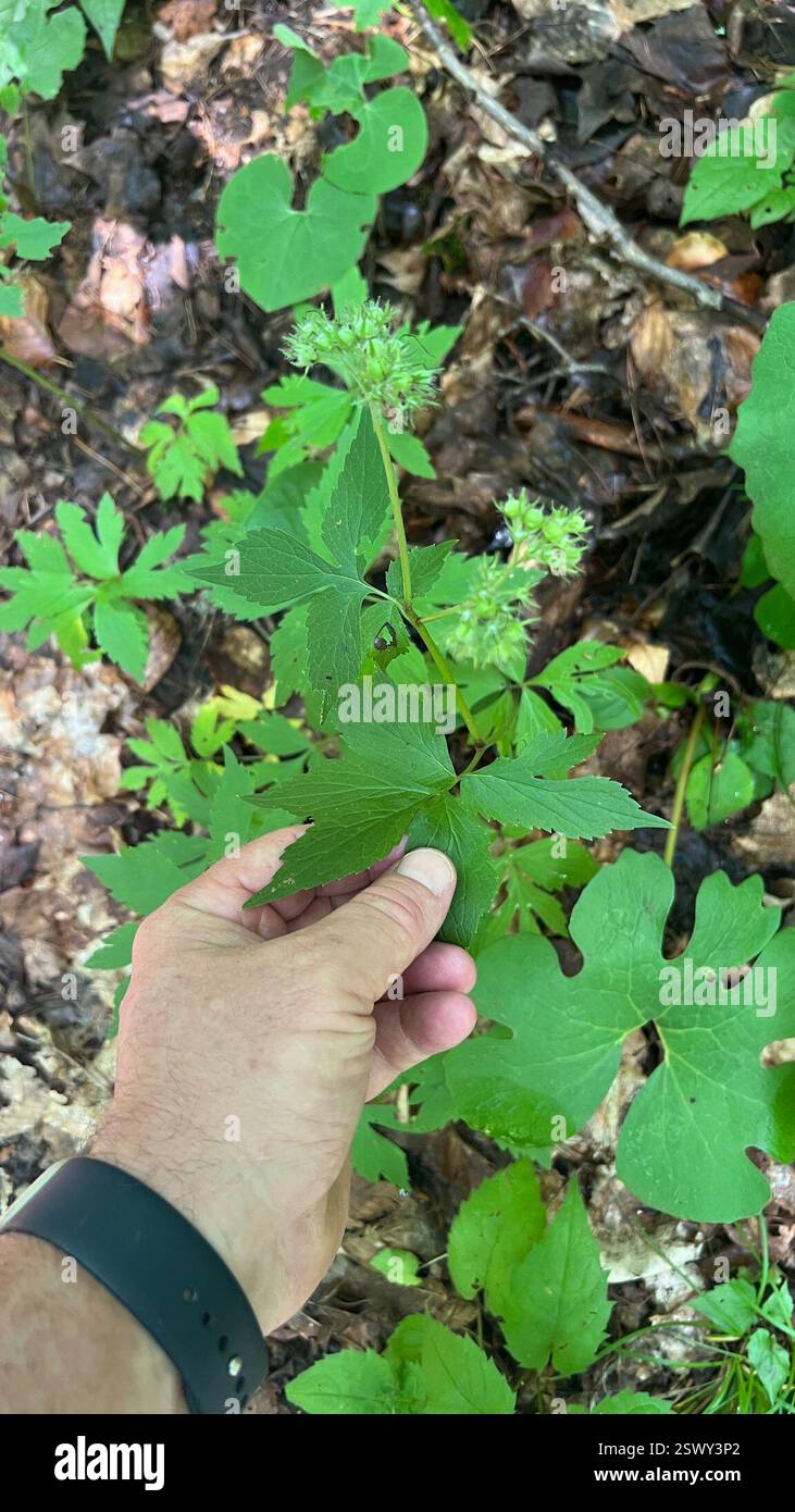 Virginia waterleaf (Hydrophyllum virginianum), Plantae, Marsh-Billings ...