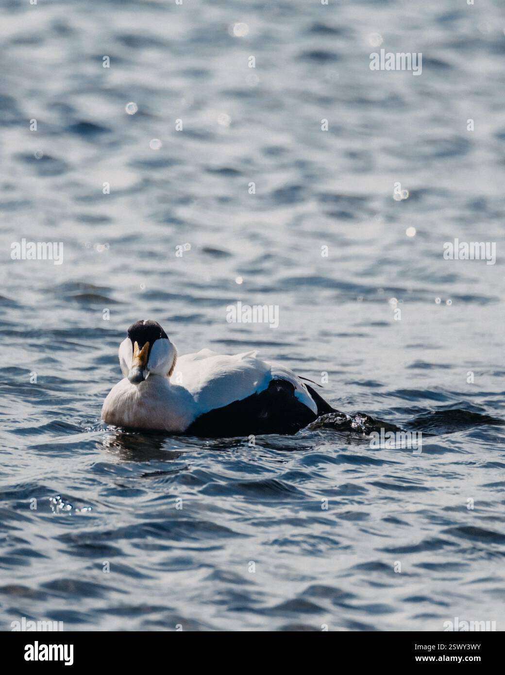 Eider ducks floating in the coastal waters of Ytri Tunga, Snaefellsnes ...