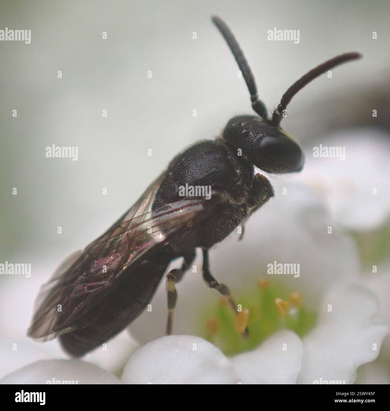 Common Masked Bee (Hylaeus communis), Insecta, Graafland, Groot-Ammers ...