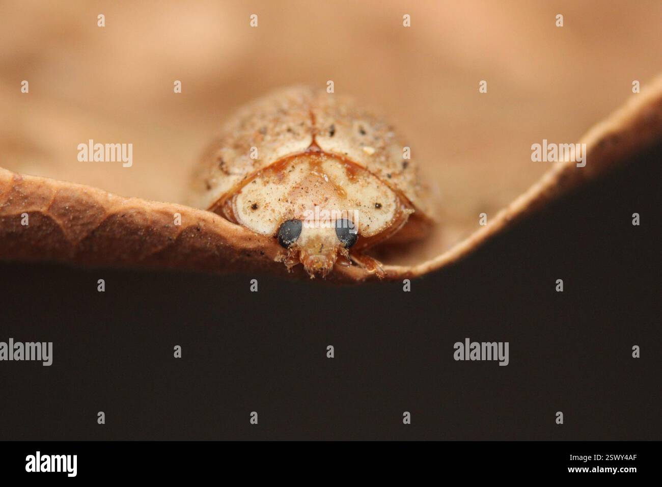 Leopard Lady Beetle (Harmonia pardalina), Insecta, Emerald Hill, Harare ...