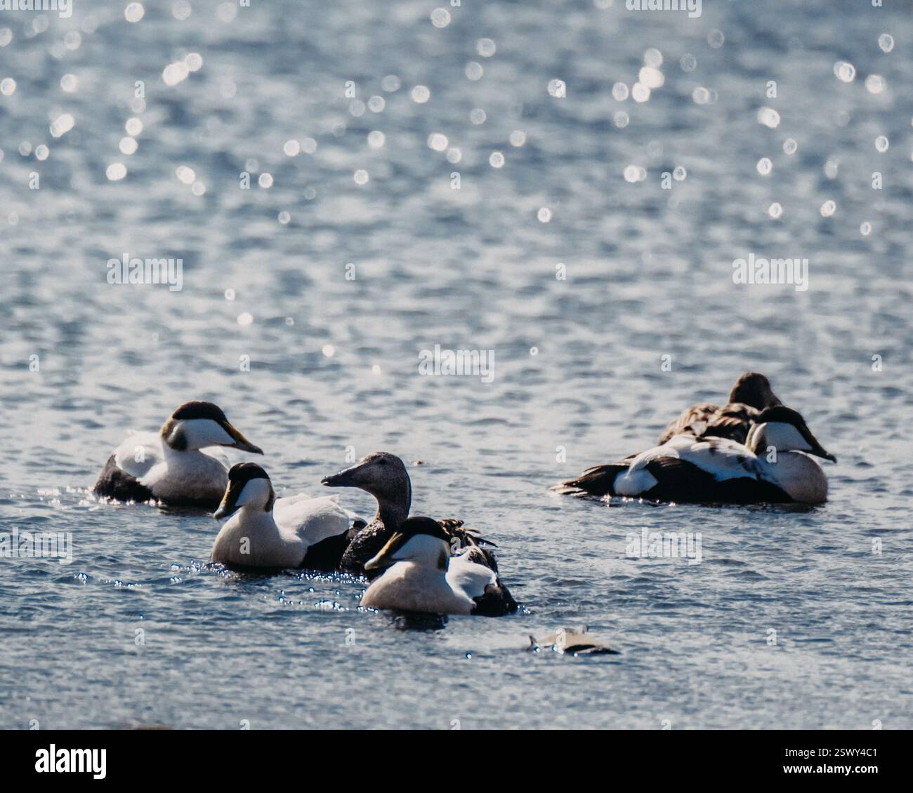 A group of eider ducks swimming in the coastal waters of Ytri Tunga ...