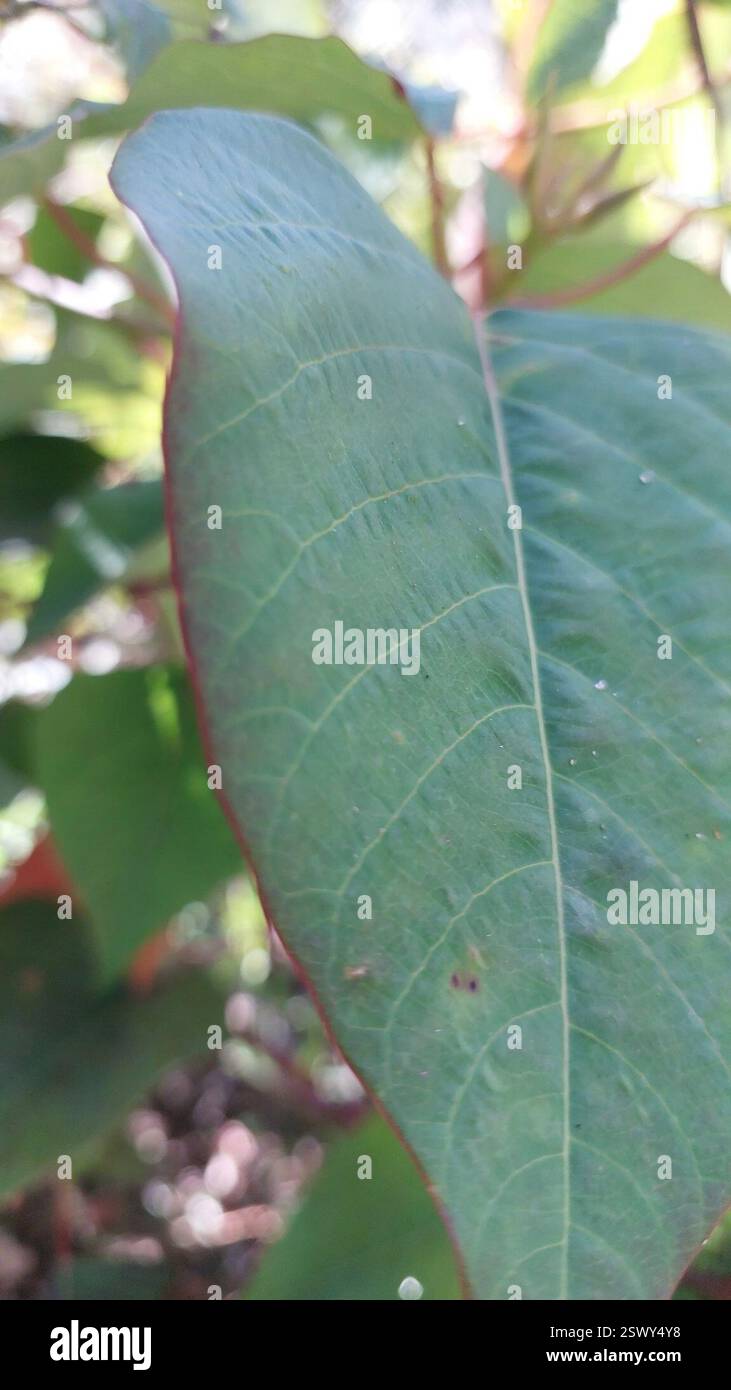 Bleeding Heart (Homalanthus populifolius), Plantae, Tarome QLD 4309 ...