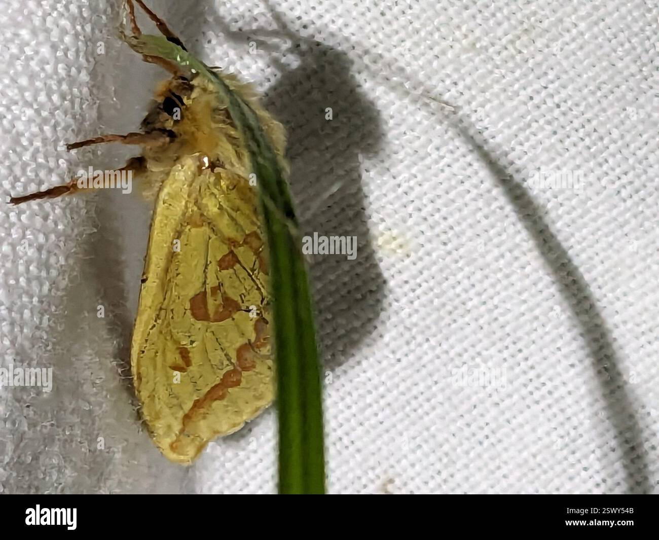 Ghost Moth (Hepialus humuli), Insecta, Mount Pleasant Farm, Cornholme ...