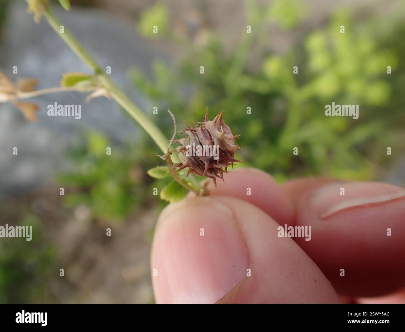 shore medick (Medicago littoralis), Plantae, 64210 Bidart, France ...