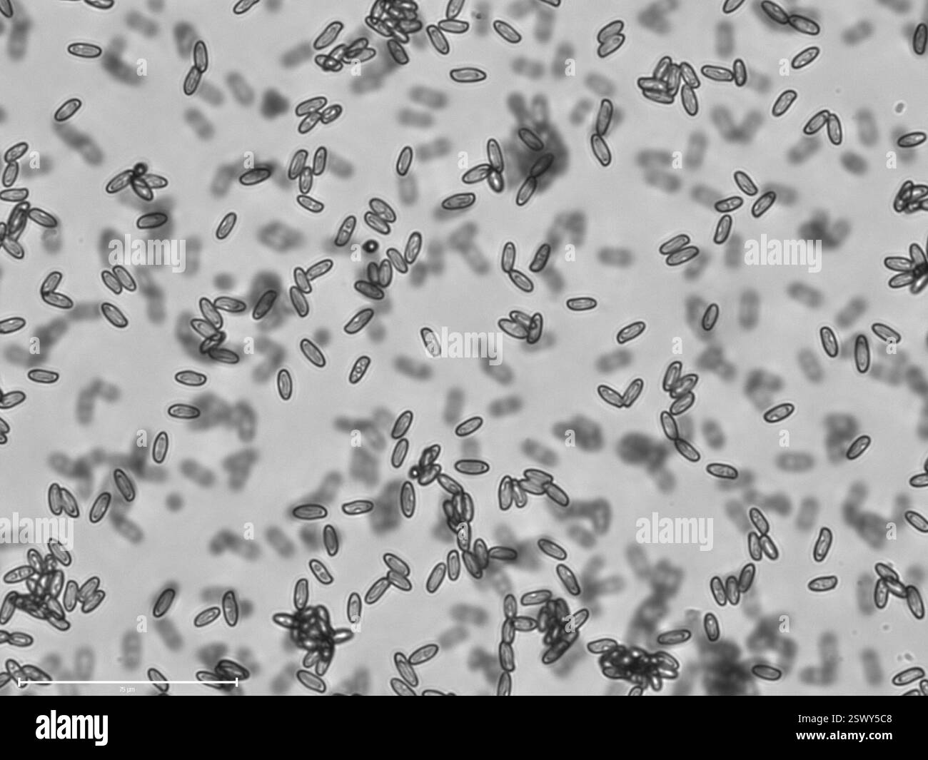 Ruby Bolete (Hortiboletus rubellus), Fungi, Sixth St, Cambridge, MA, US ...