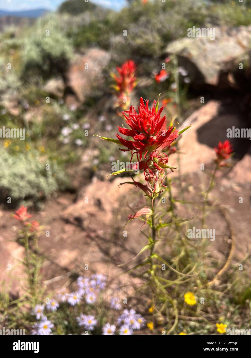 Wyoming Paintbrush (Castilleja linariifolia), Plantae, Flaming Gorge ...