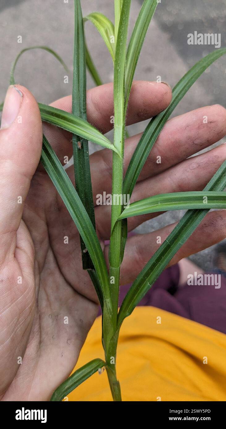 hairy sedge (Carex hirta), Plantae, London E11 4GU, UK Stock Photo - Alamy