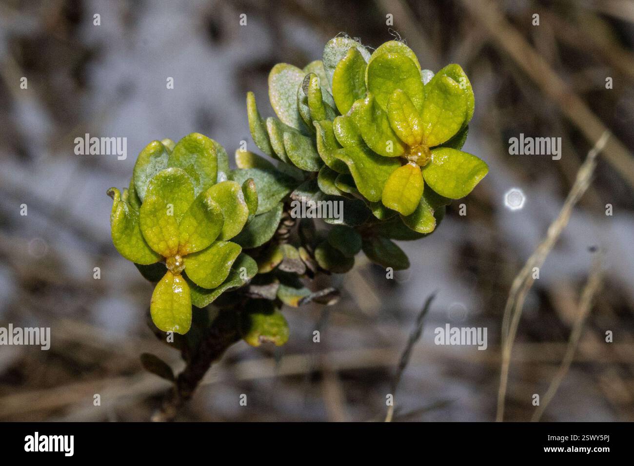 (Olearia nummulariifolia), Plantae, Mount Buster, New Zealand Stock ...