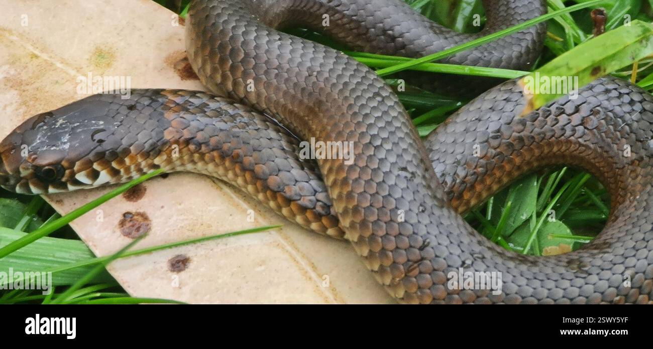 Lowlands Copperhead (Austrelaps superbus), Reptilia, South Australia ...