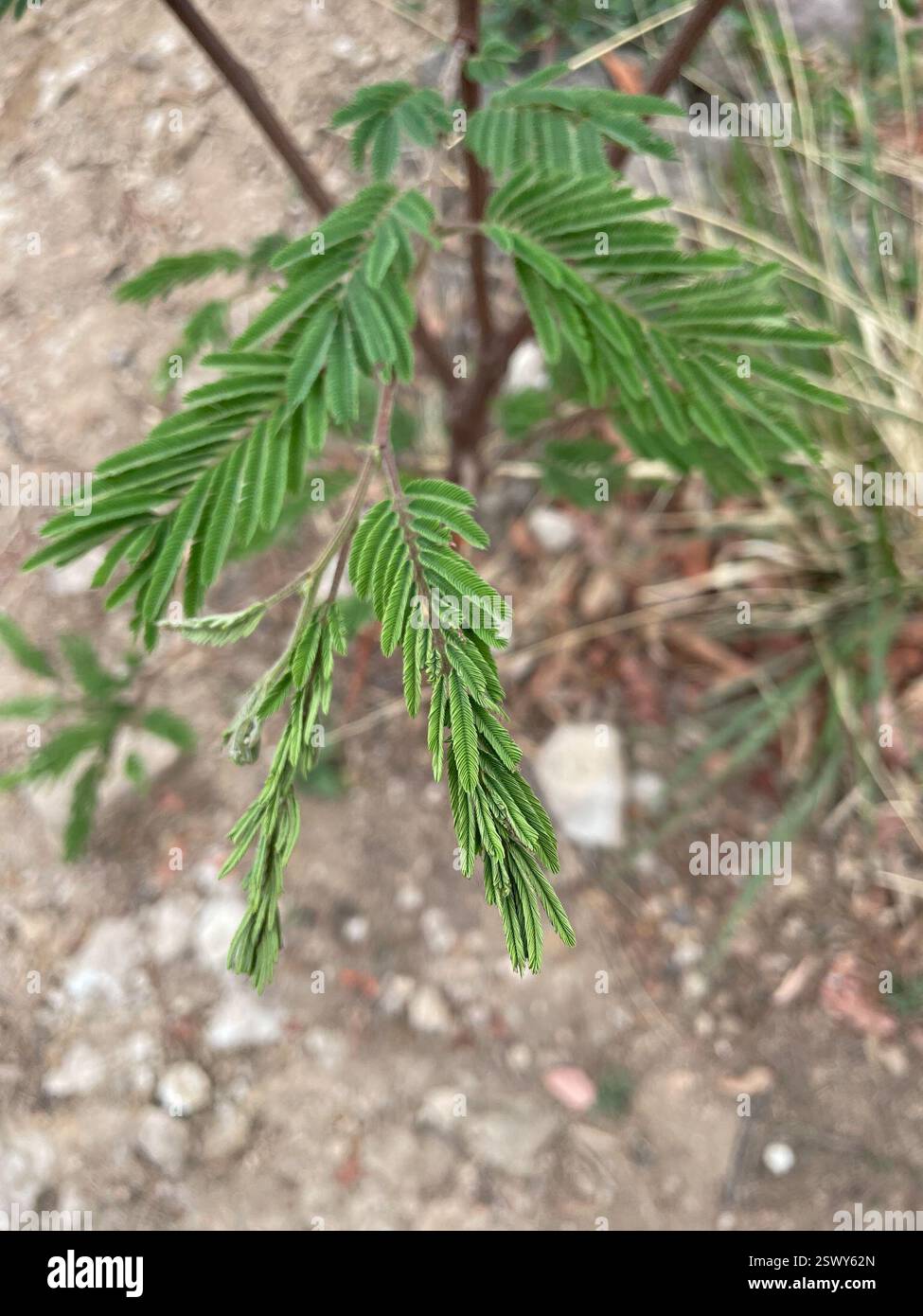 prairie acacia (Acaciella angustissima), Plantae, Parque Nacional El ...
