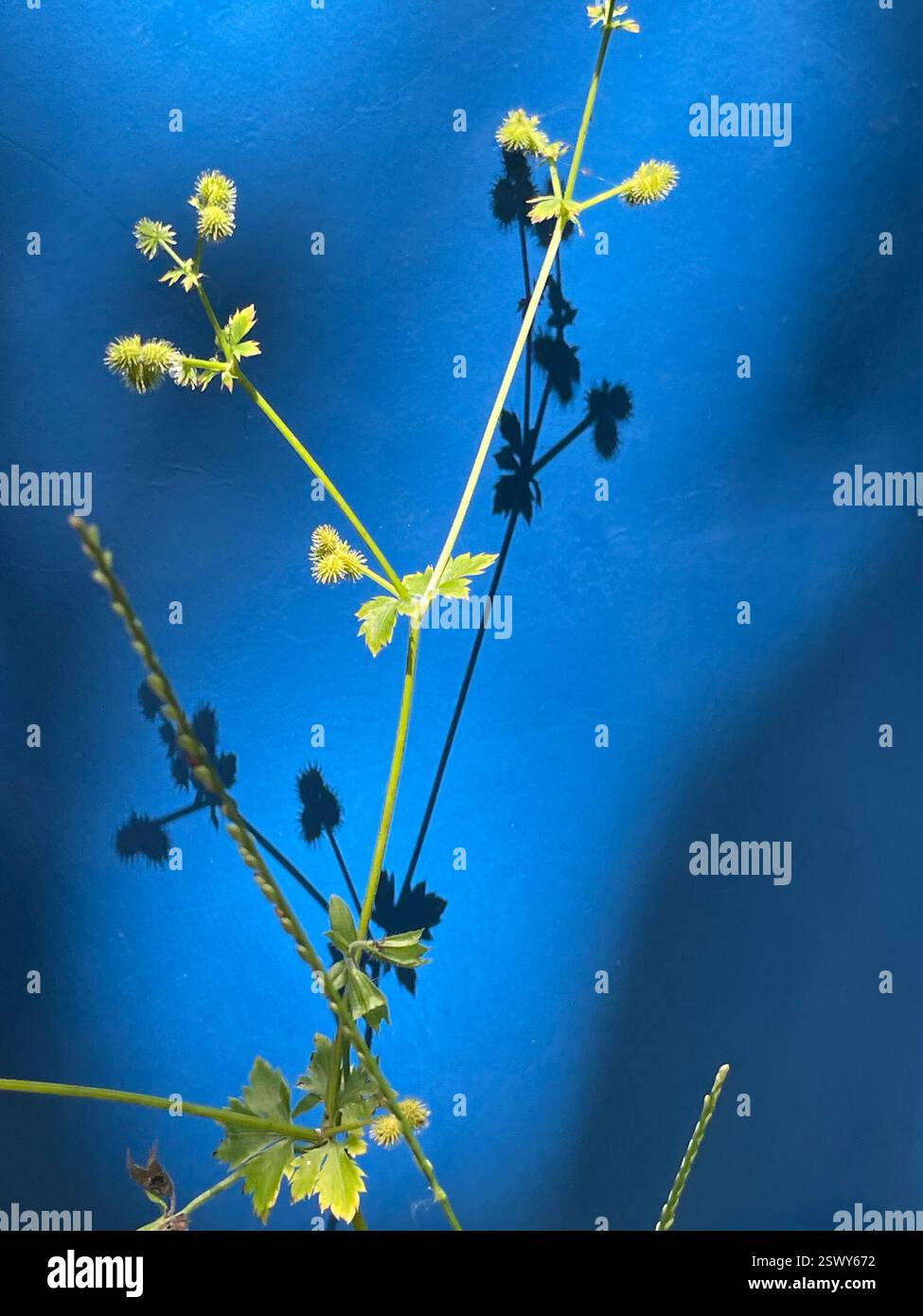 Black Snakeroot (Sanicula canadensis), Plantae, Flicker Rd, Tallahassee ...