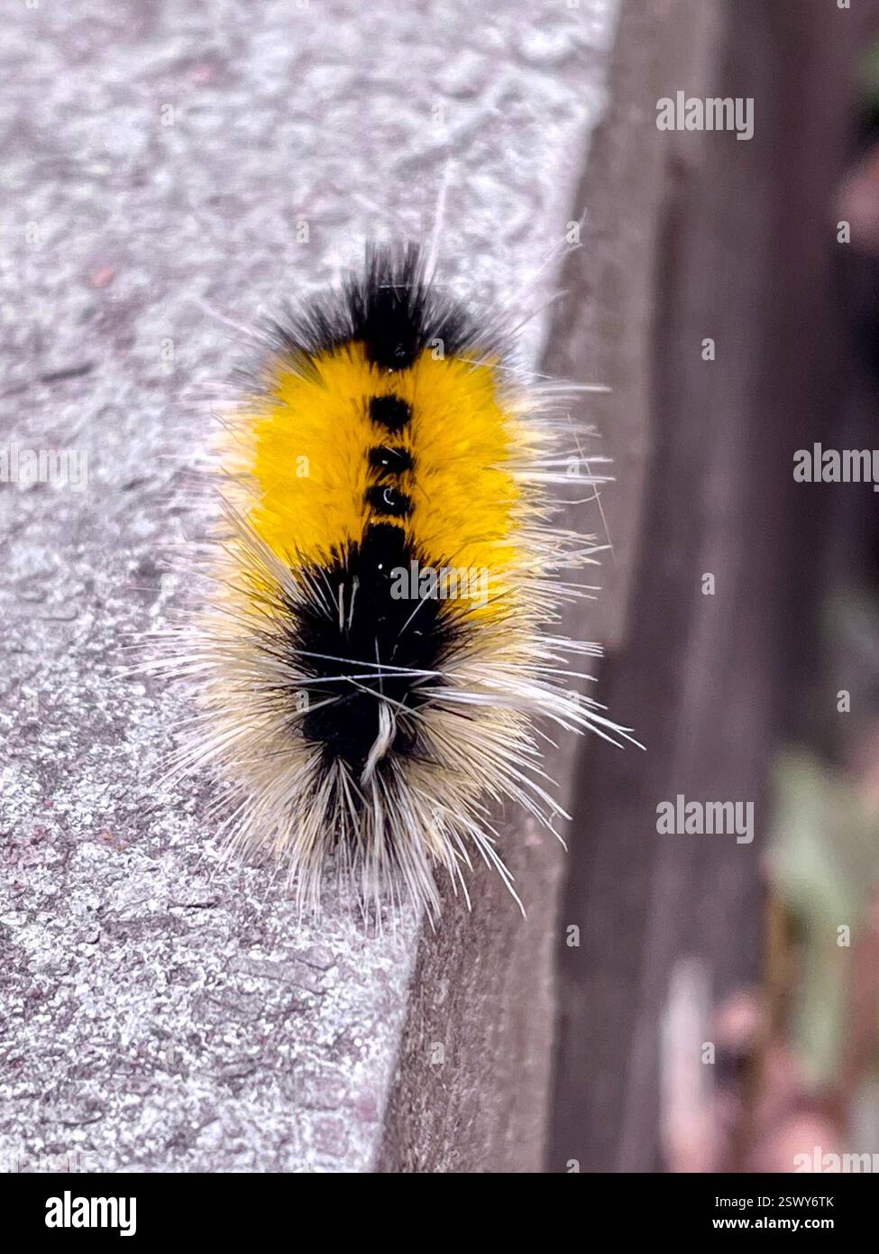 Spotted Tussock Moth (Lophocampa maculata), Insecta, Frog Pond Wetland ...