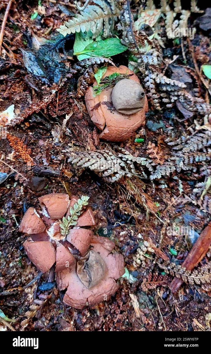 Earthstars (Geastrum), Fungi, Chatham Islands, Rekohu (Chatham Island ...
