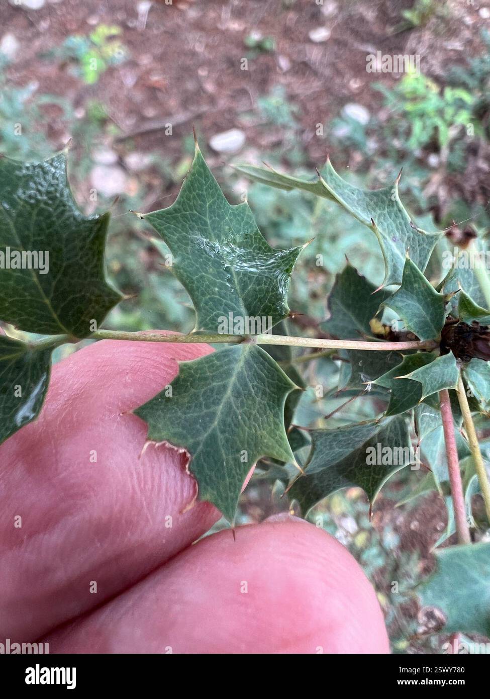 Texas Barberry (Berberis swaseyi), Plantae, Bandera County, TX, USA ...
