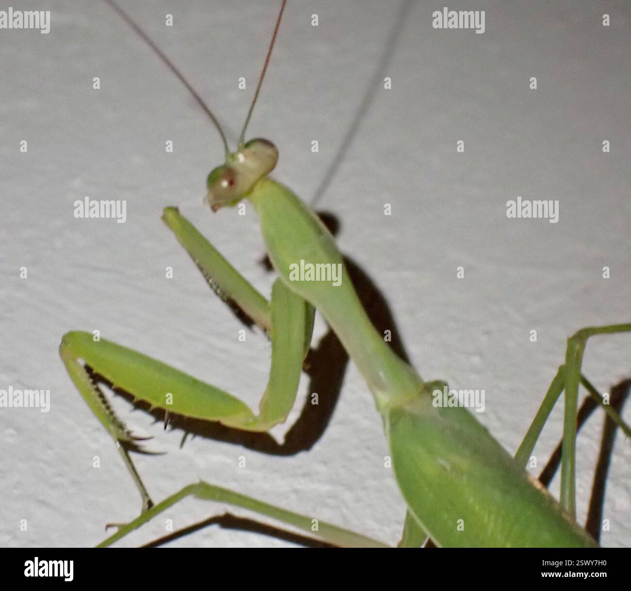 Giant African Mantis (Sphodromantis viridis), Insecta, Hilton Marsa ...