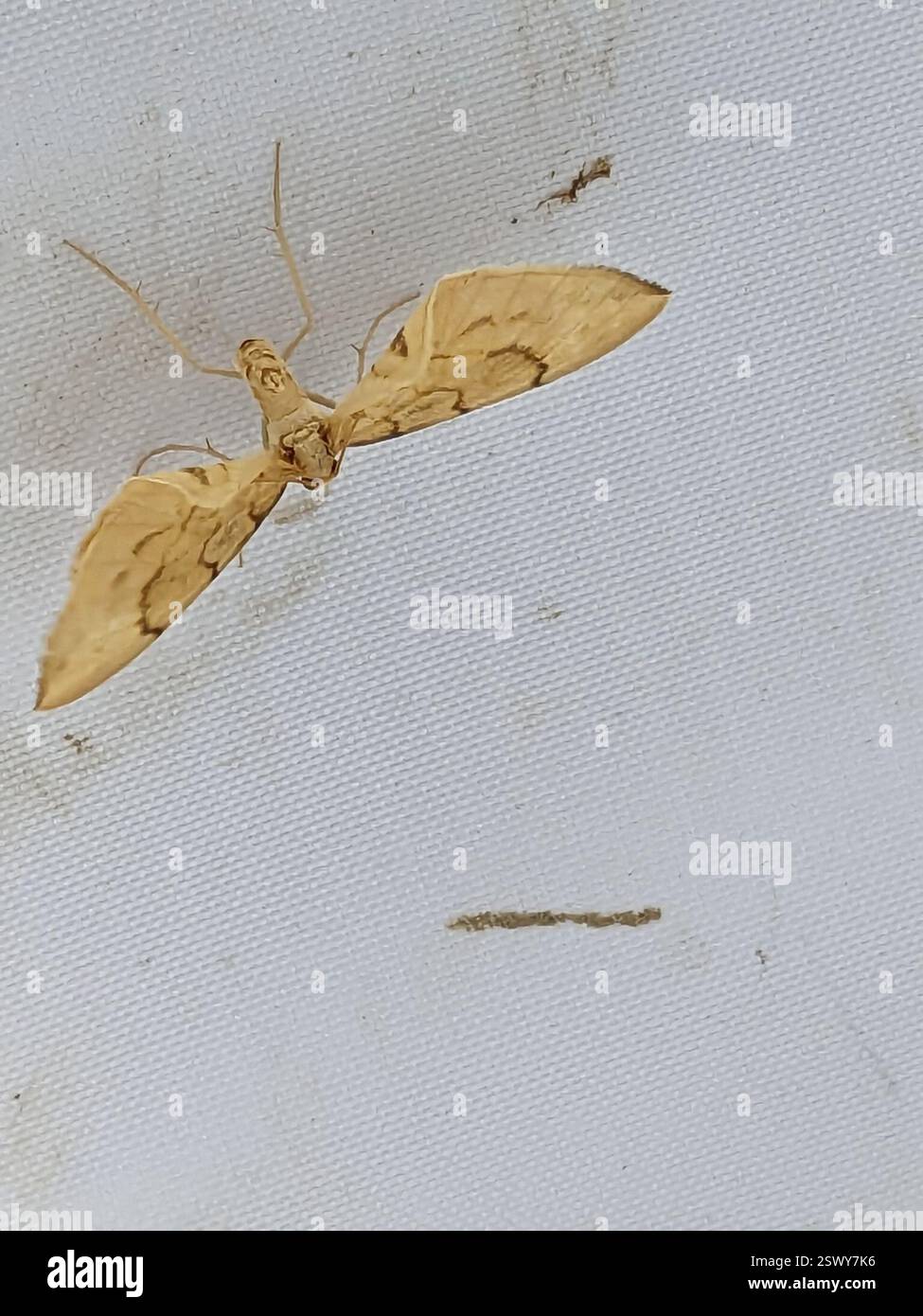 Barred Straw (Gandaritis pyraliata), Insecta, Mount Pleasant Farm ...