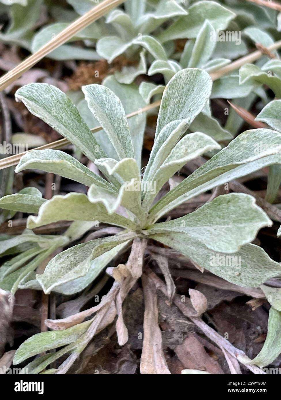 small-leaf pussytoes (Antennaria parvifolia), Plantae, Bandelier ...